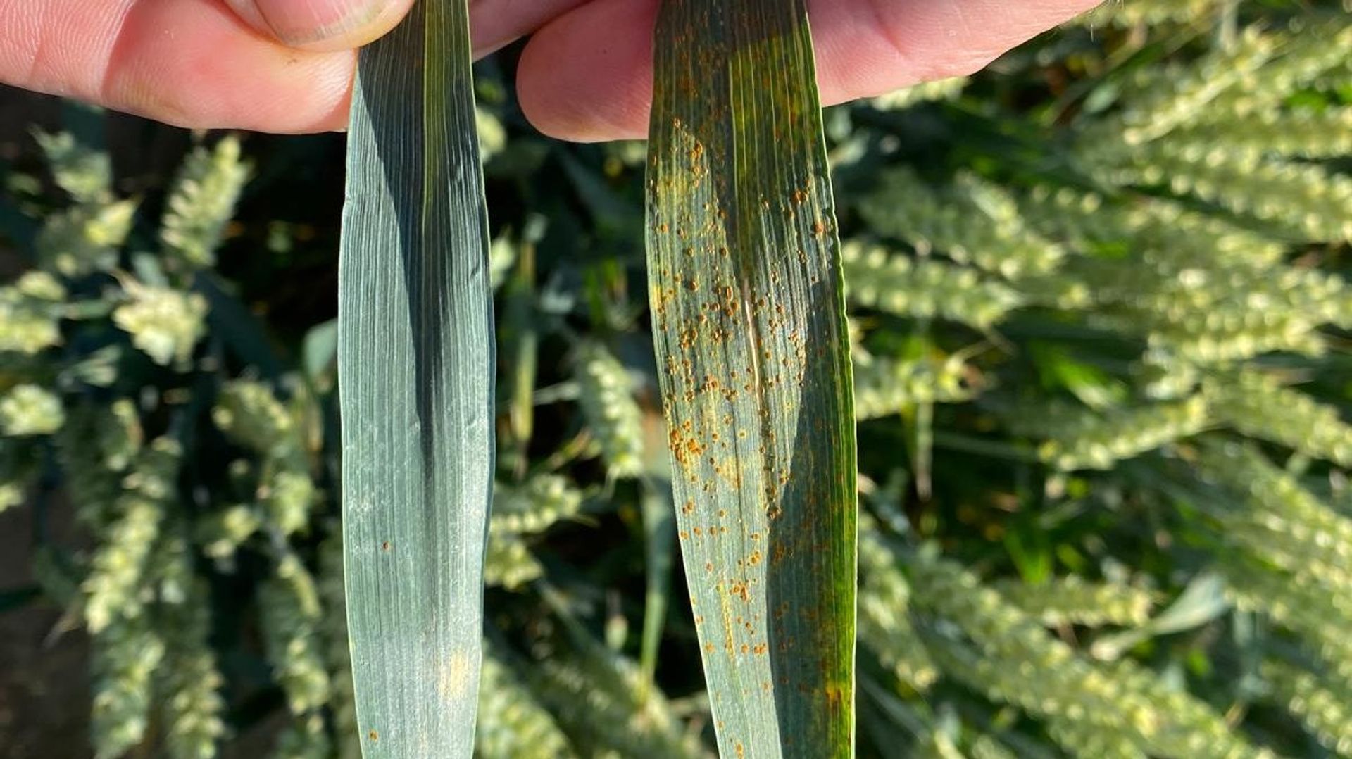 Le Carah à Ath: un centre de recherche et de formation agricoles dont l ...