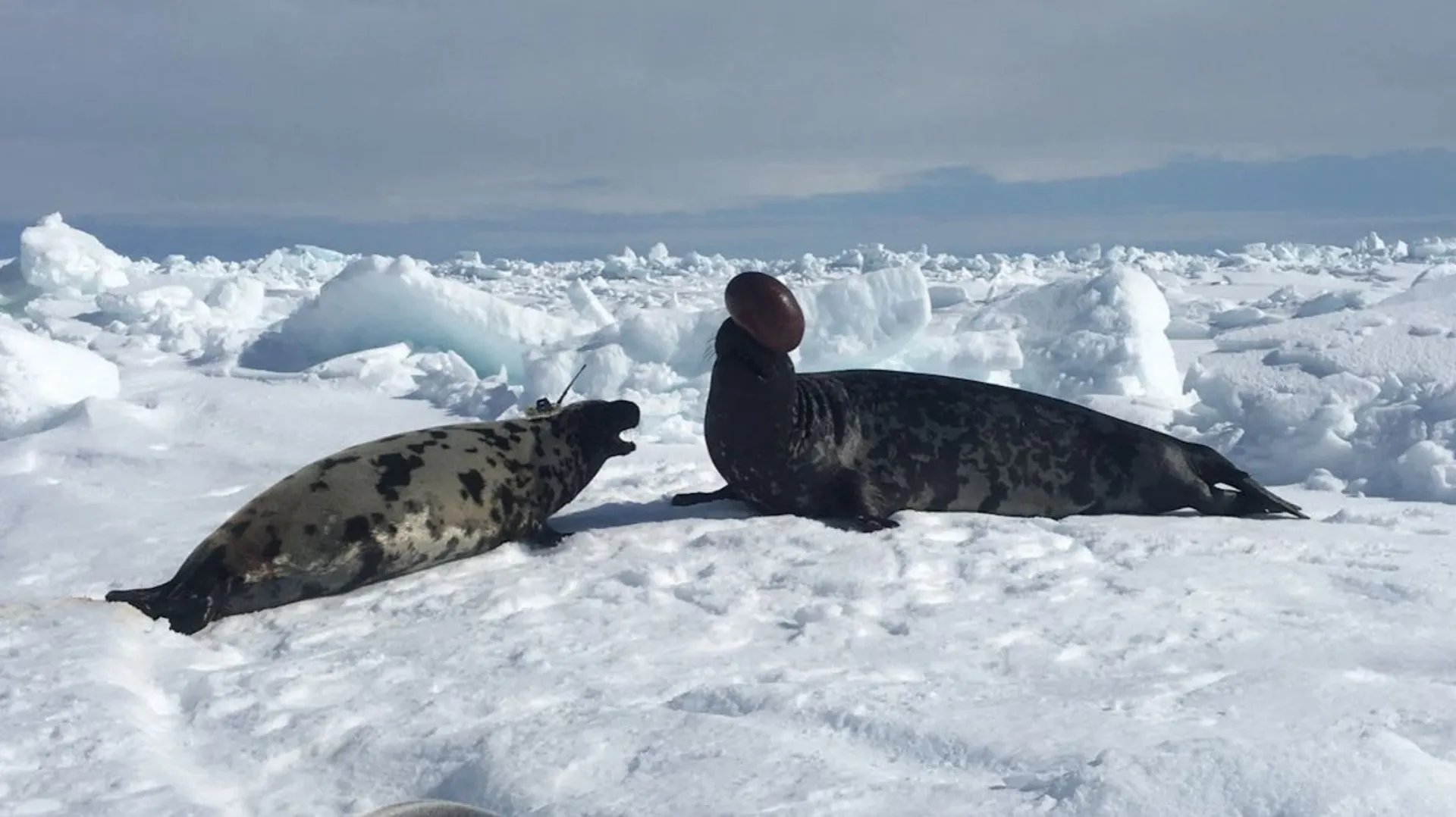 Girthmaster martha upon arrival her incall older fenced