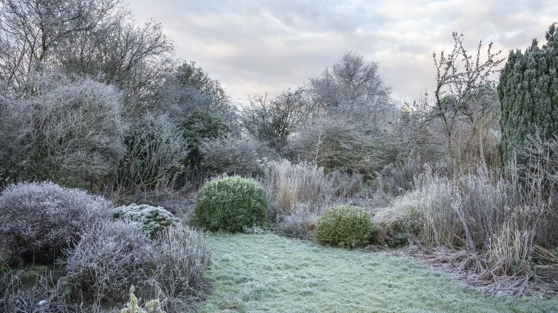L'ail ornemental : 5 variétés incontournables à planter au jardin ...