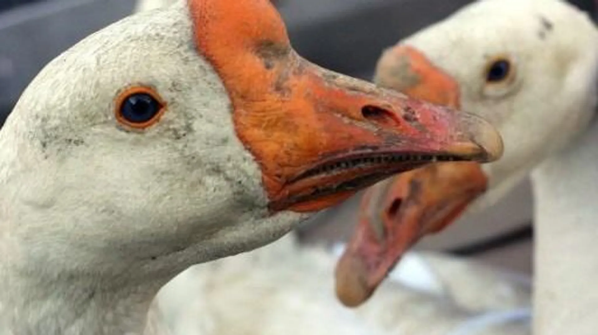 Bien-être animal : GAIA célèbre son 30e anniversaire avec des vol-au ...