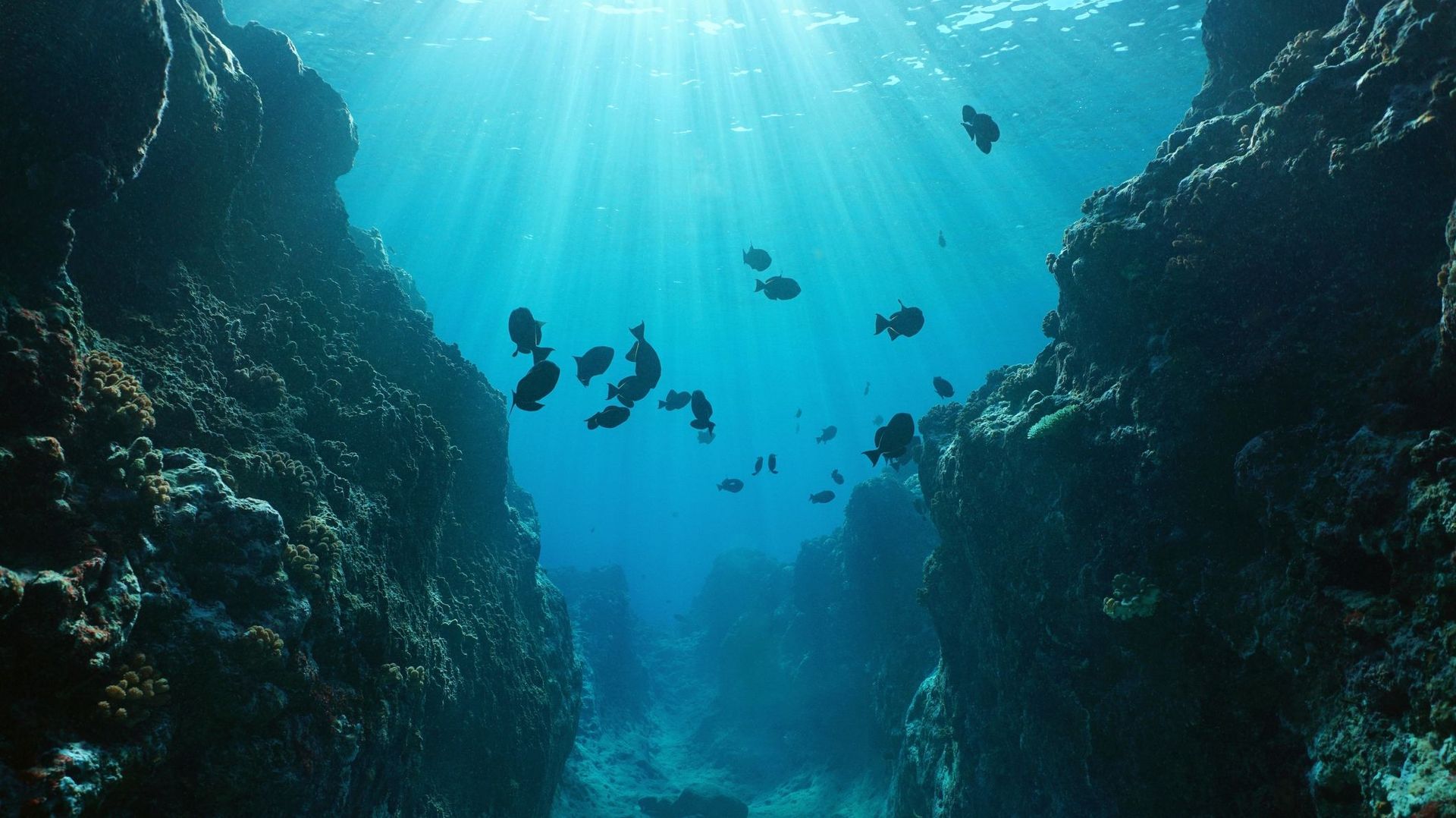 La haute mer, ce sanctuaire de ressources génétiques marines avidement ...