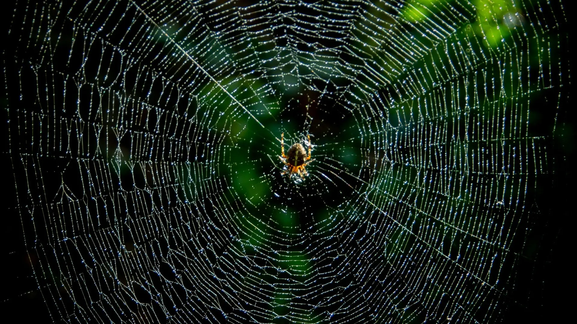 Combien y a-t-il d’espèces sur la planète ? - RTBF Actus