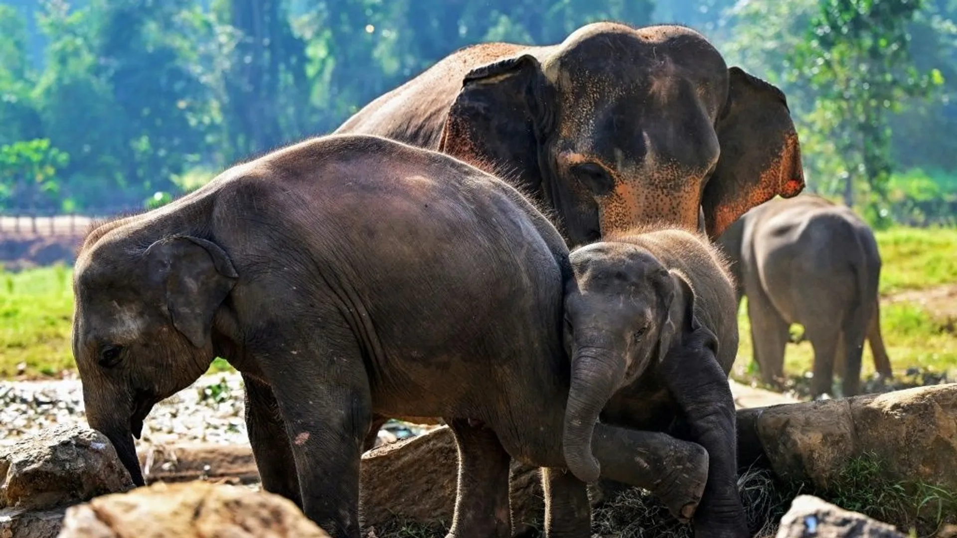 Sri Lanka : festin de fruits pour les éléphants du premier orphelinat ...