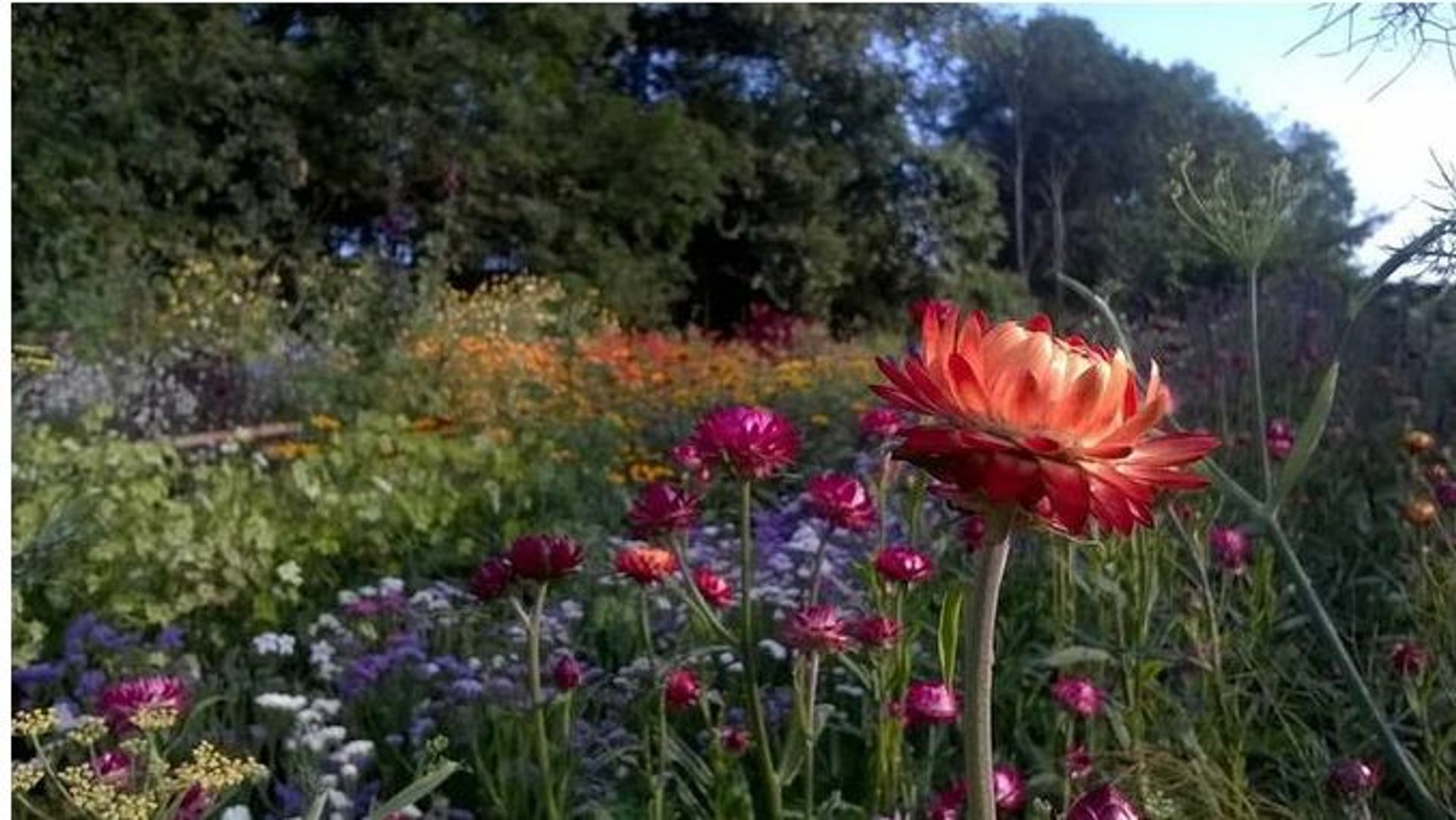 À Jamioulx, 'Dansons la capucine' propose des bouquets de fleurs ...