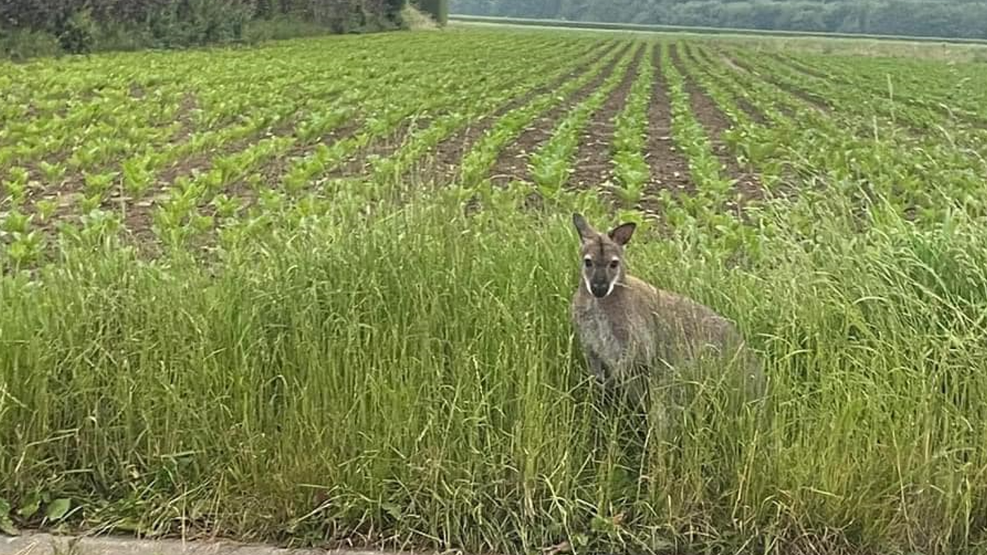 Le wallaby qui s'était échappé à Grez-Doiceau a été retrouvé dans un ...