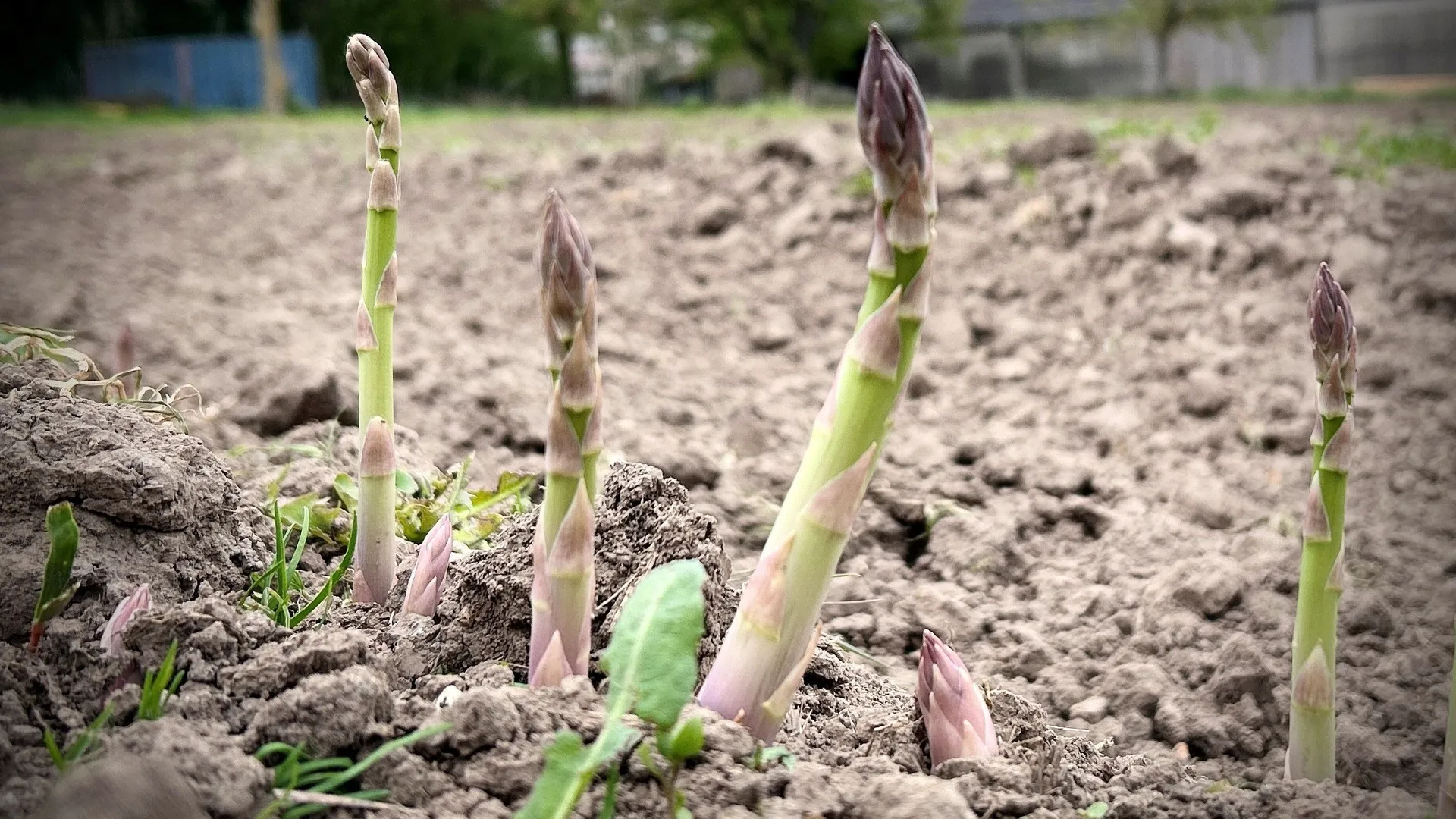 Asperges : la Belgique célèbre le retour d’un légume de saison - RTBF Actus