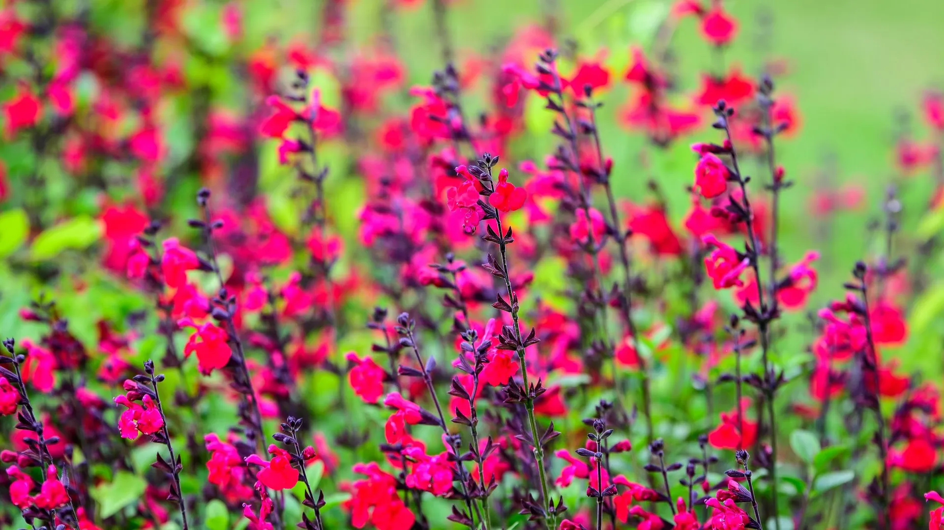 Pour un jardin fleuri jusqu'aux gelées : optez pour les sauges ...