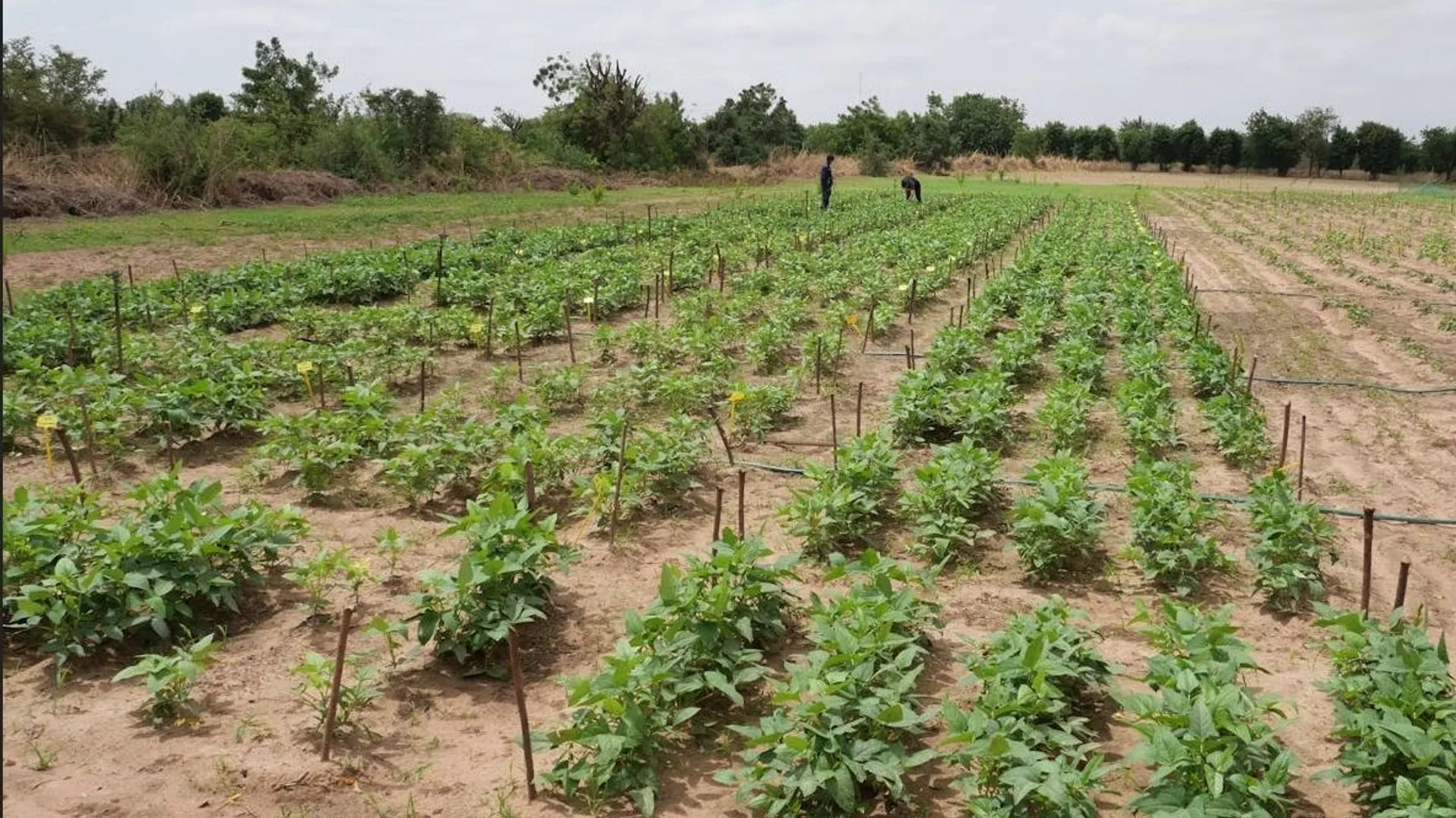 Quel est l’impact de la malbouffe sur la santé de nos enfants ? - RTBF ...