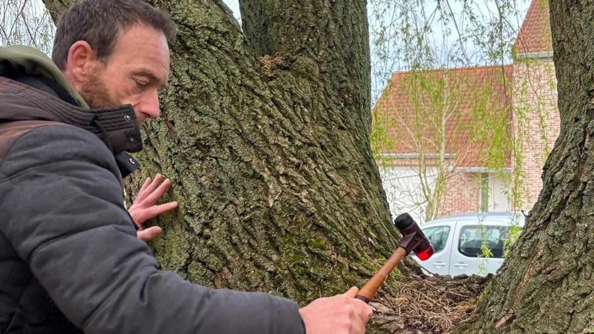 Abattre un arbre de votre jardin peut être soumis à un permis d ...