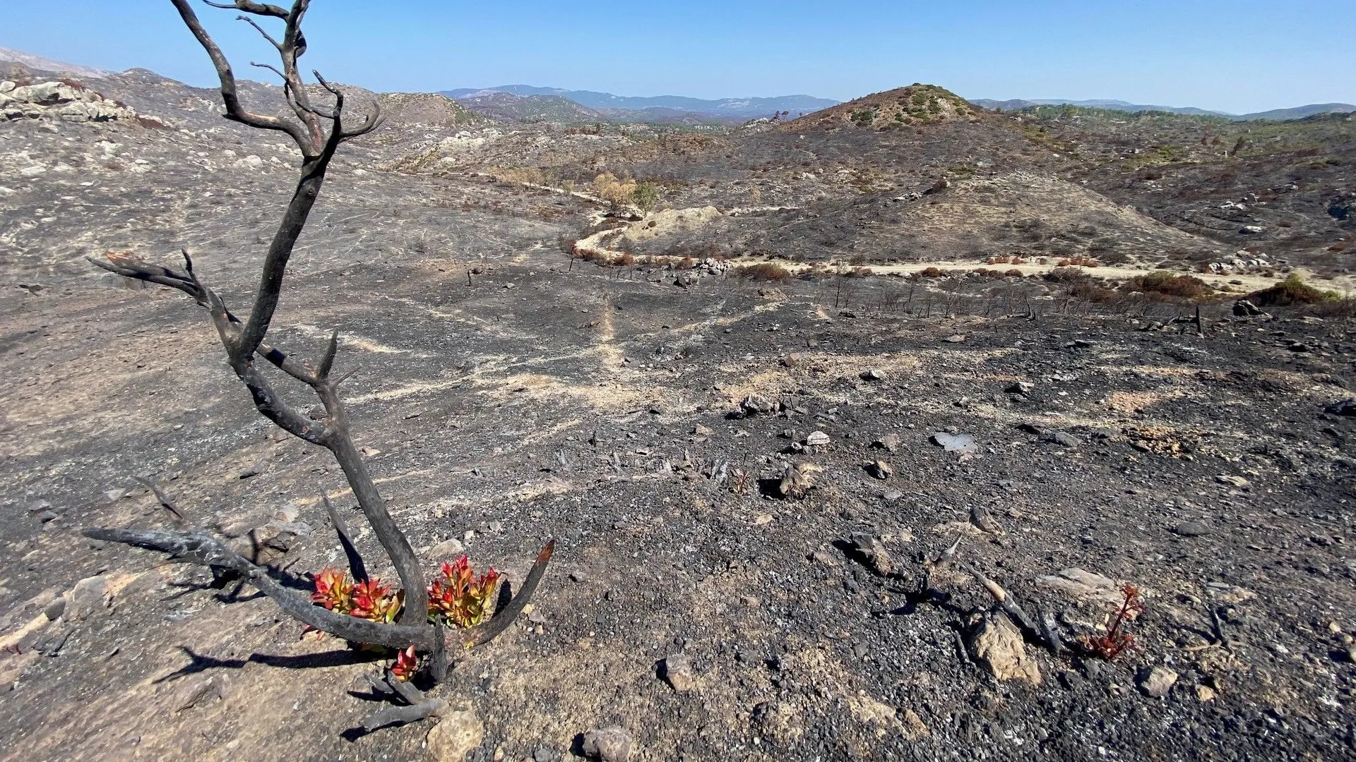 Ile de Rhodes : deux mois après les incendies, le combat de Nektarios ...