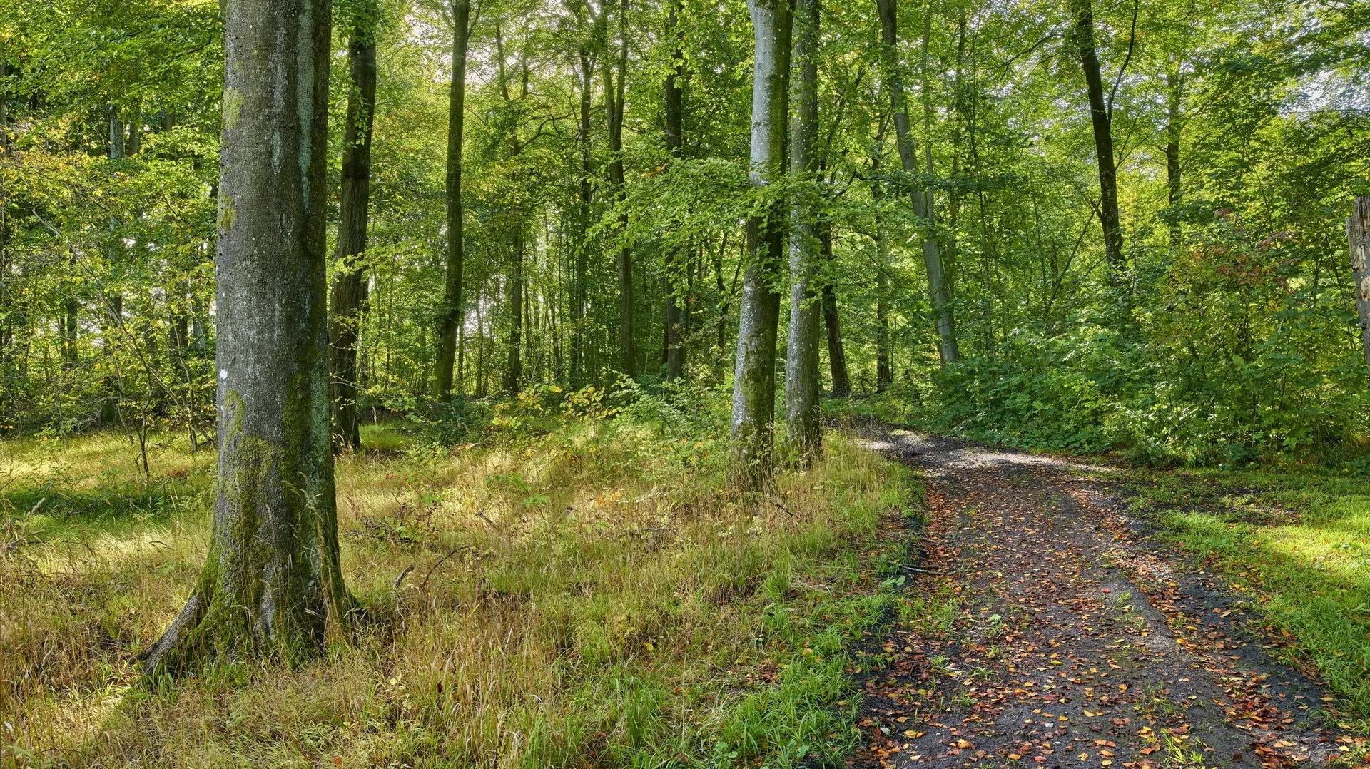 Les rubans de Think Pink se déclinent en quatre nuances de rose - RTBF ...