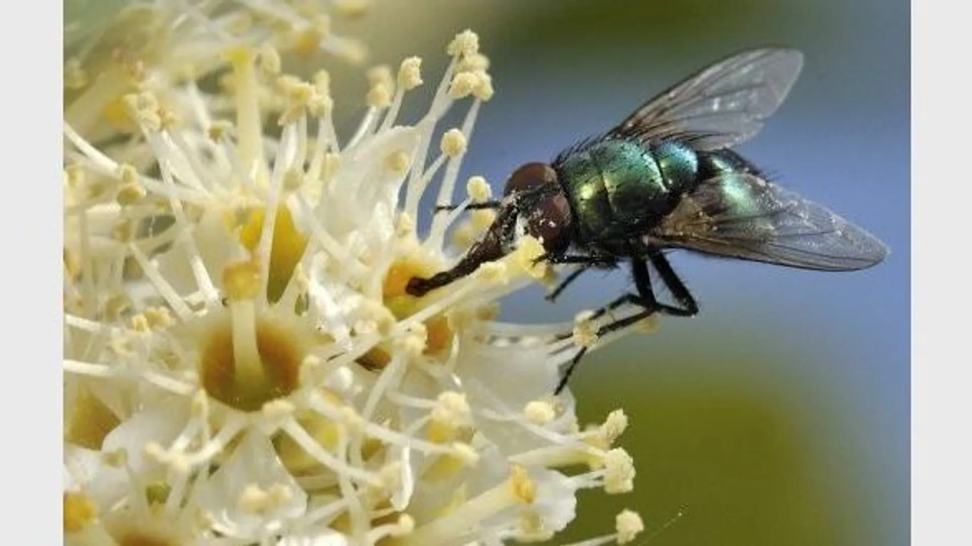 Les mouches qui copulent courent 6 fois plus de risque d'être gobées ...
