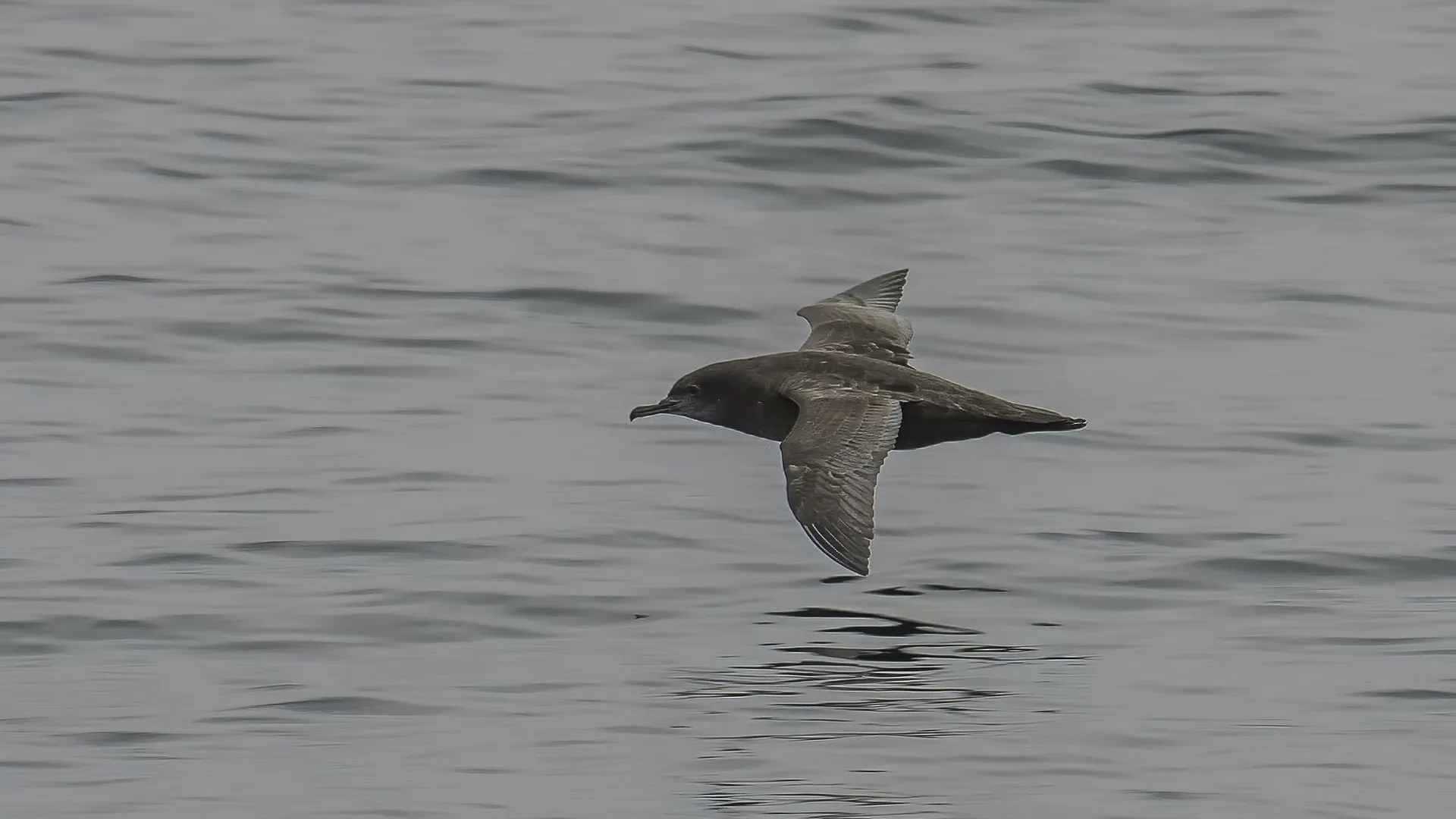 Un nombre exceptionnel de puffins fuligineux observés à la côte belge ...