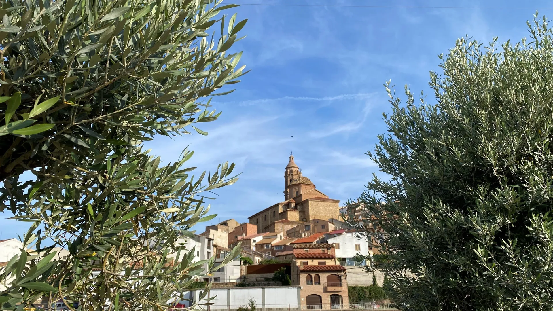 Adopter un olivier : l’idée originale du village espagnol d’Oliete pour ...