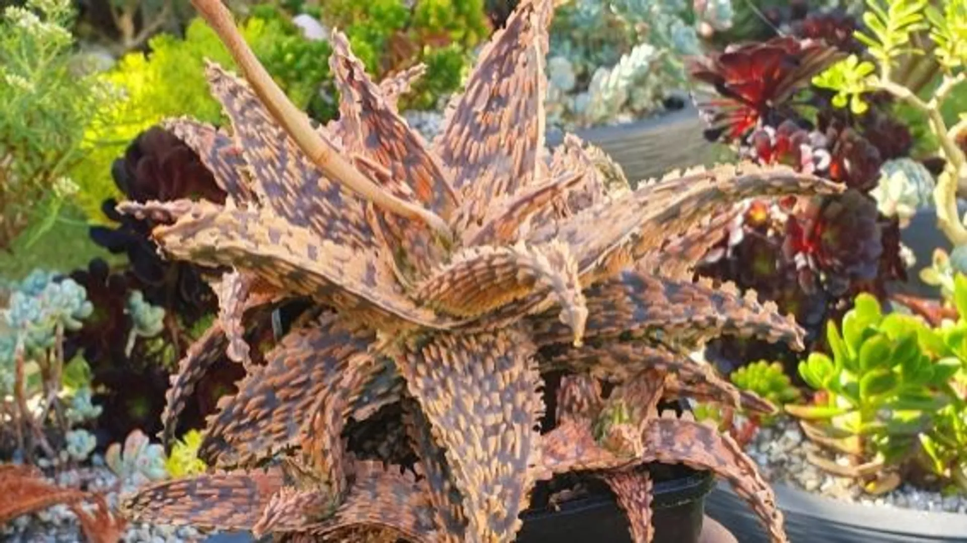 Des Aloès portées au rang d’œuvre d’art, le pari gagnant du 'jardinier ...
