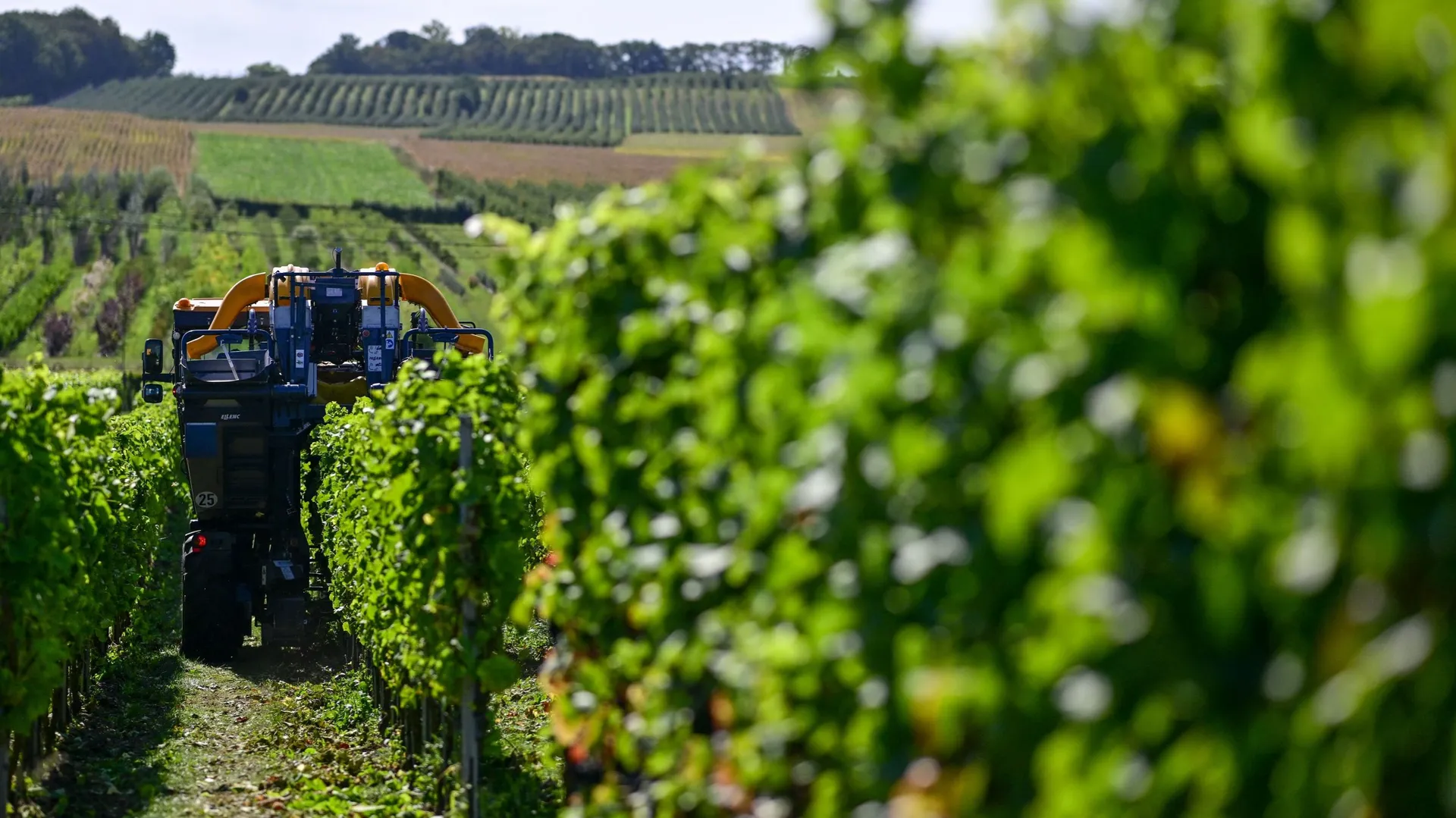 Le vignoble belge dépasse les 1000 hectares, production record et ...