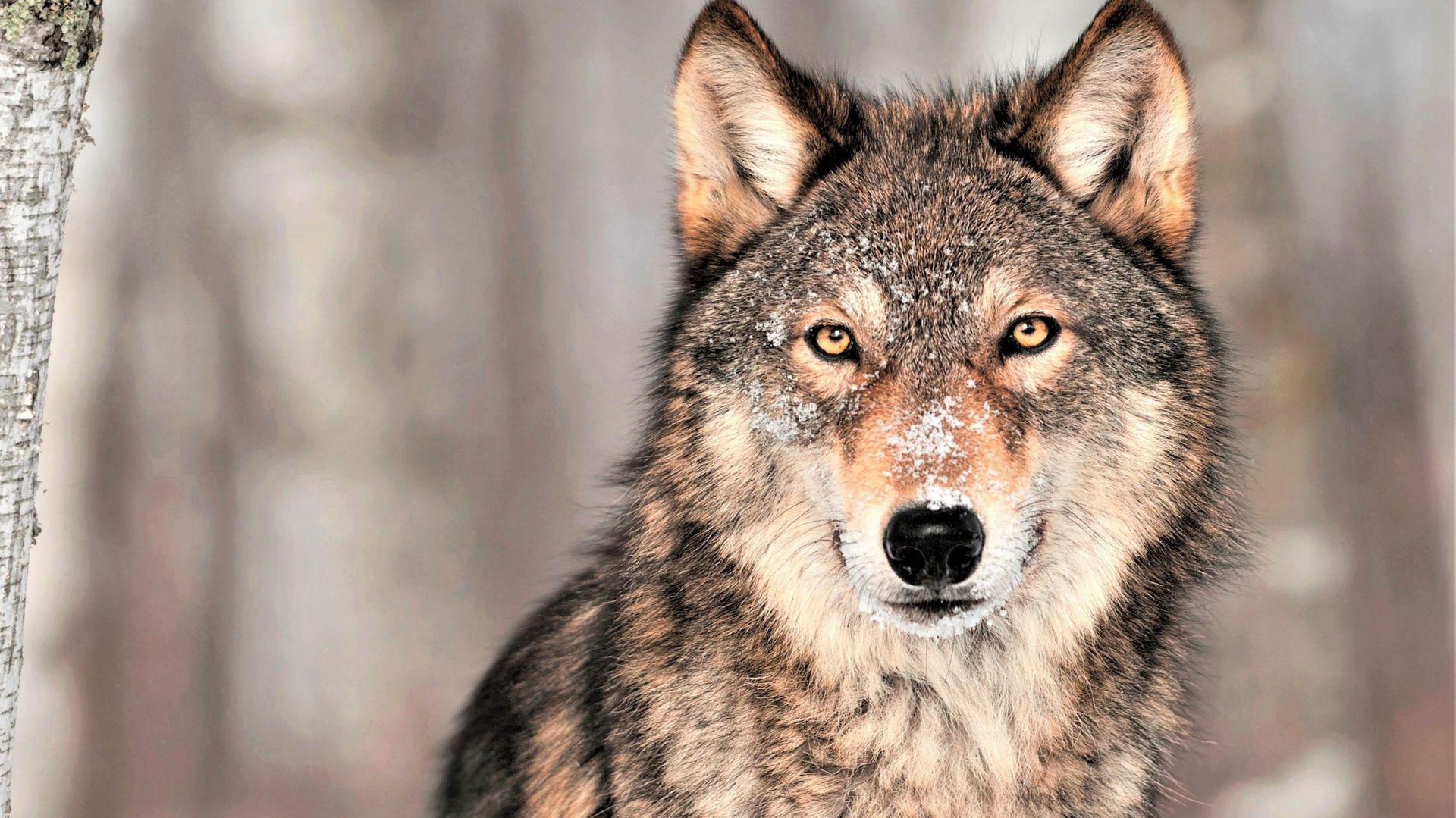 La Finlande va réautoriser la chasse au loup en 2026 - RTBF Actus