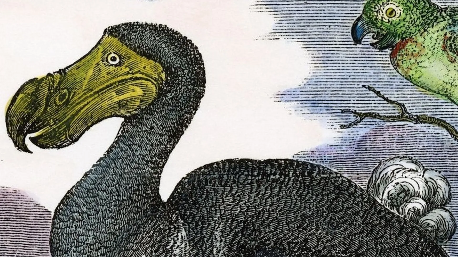 'Le bébé est en parfaite santé' : un rhinocéros blanc du Sud né à Pairi ...