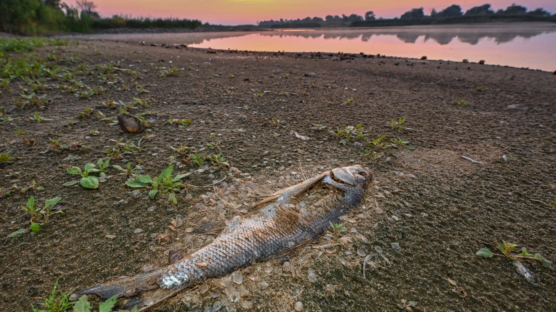 Fleuve Oder : une concentration de sel et algue toxique à l'origine de ...