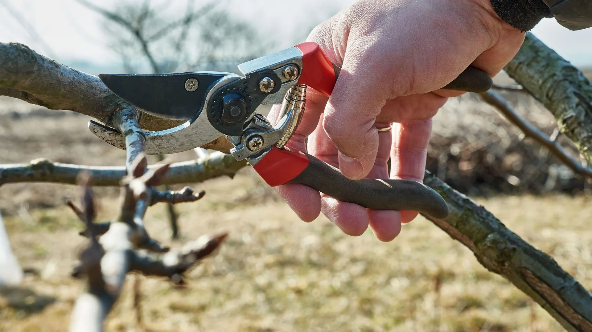 Conseils pour bien choisir son sécateur et l’entretenir - RTBF Actus