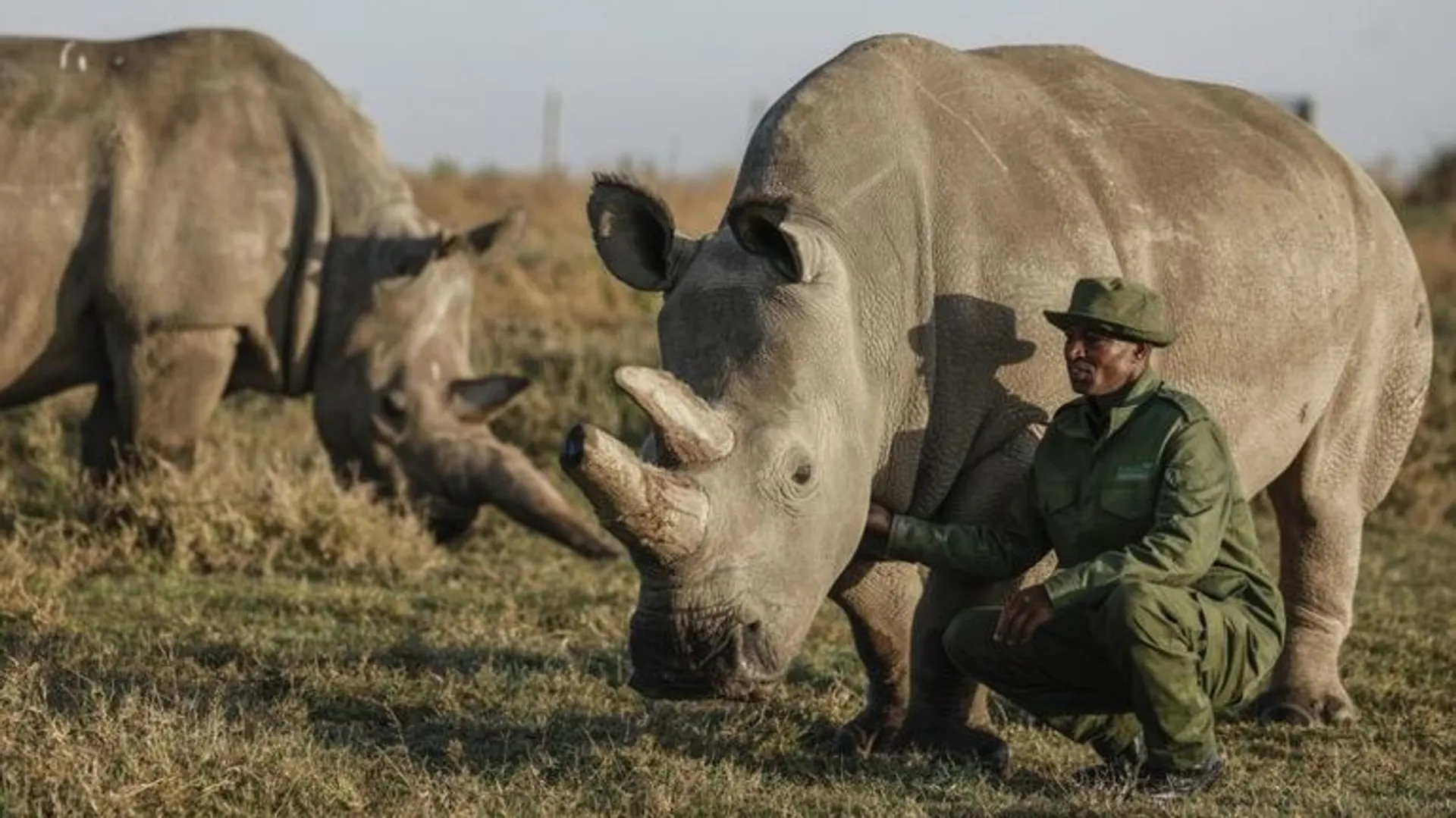 'Nous les sauverons' : l’espoir de ressusciter des rhinocéros ...