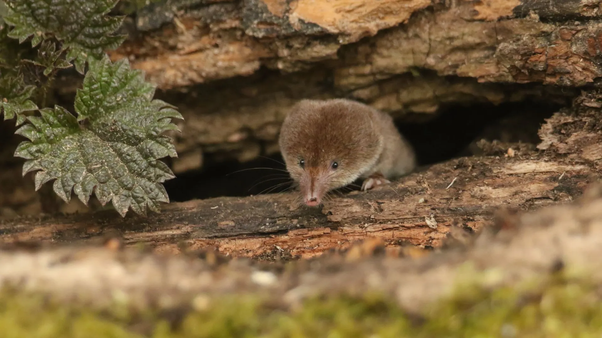 La musaraigne : cette infatigable exploratrice du jardin - RTBF Actus