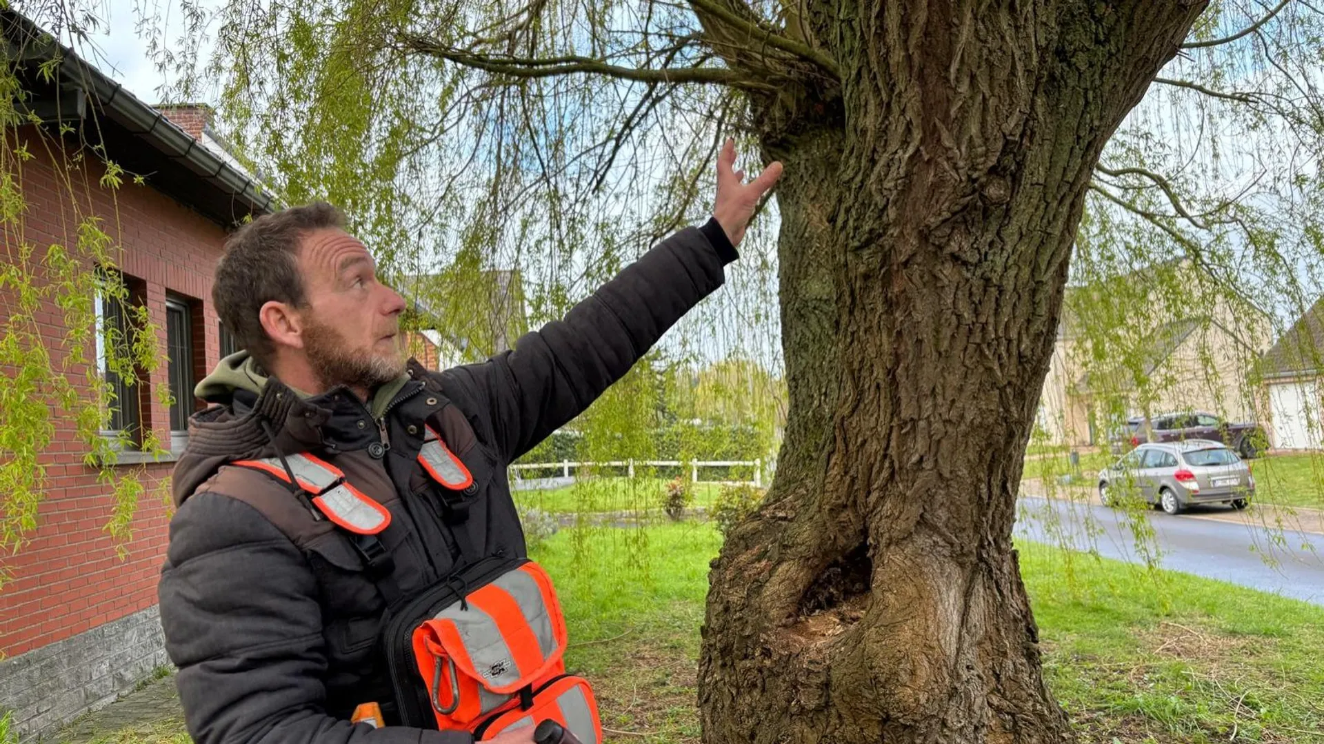 Abattre un arbre de votre jardin peut être soumis à un permis d ...