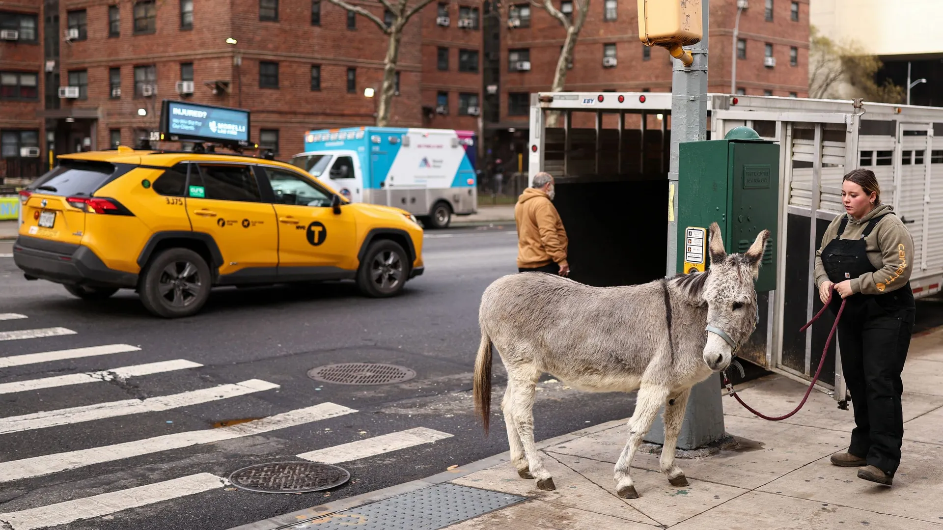 Help Animals inaugure un refuge en Brabant wallon pour les animaux de ...