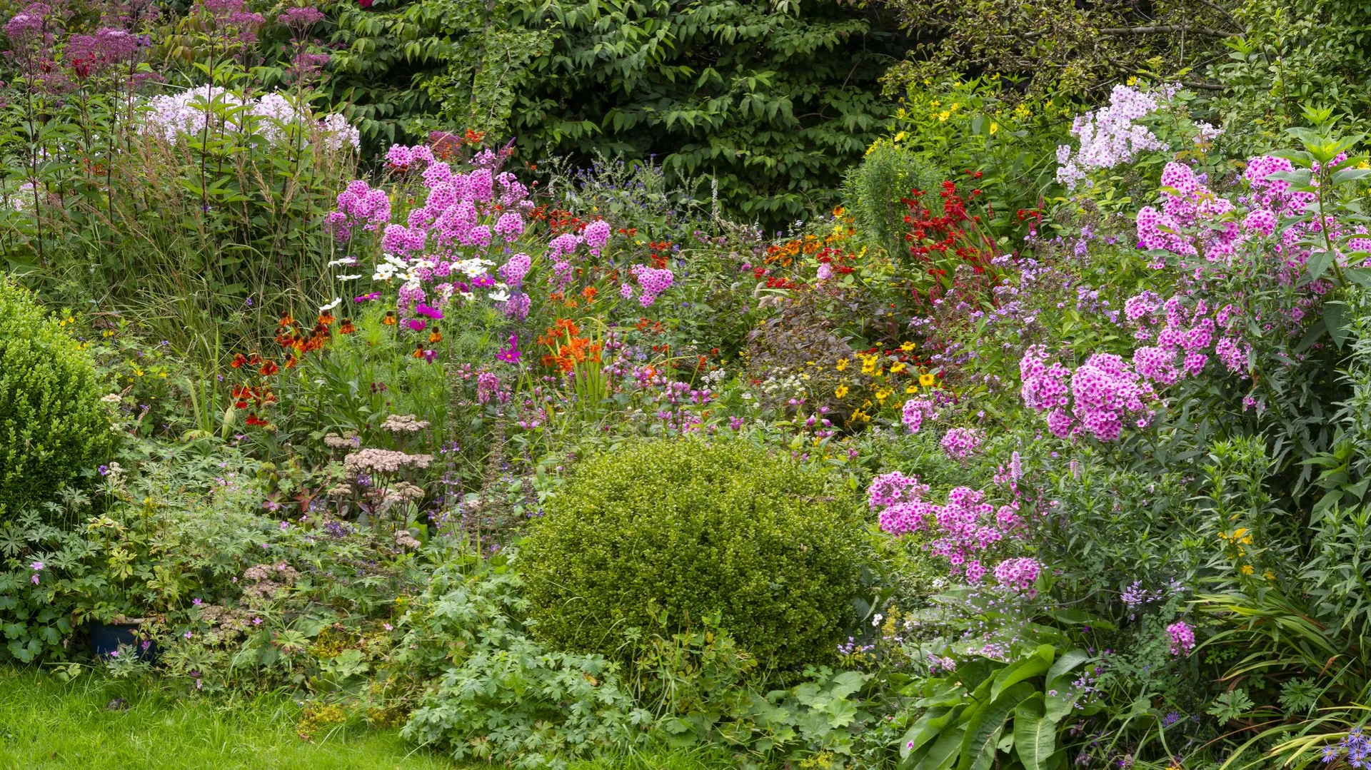 Comprendre les plantes : annuelles, vivaces et bisannuelles - RTBF Actus