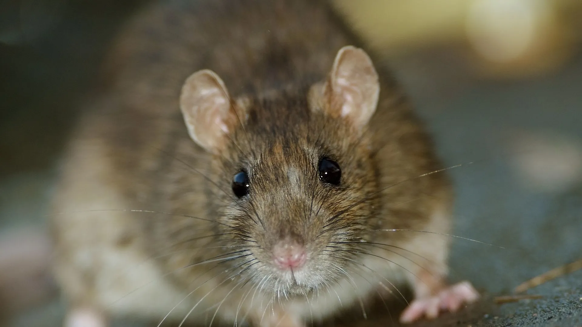Une invasion de rats à Louvain-La-Neuve ? - RTBF Actus