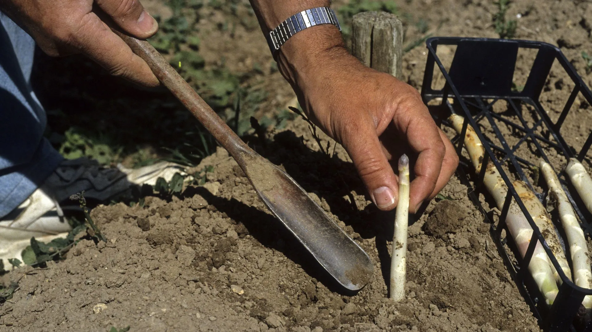Comment planter l’asperge, un légume printanier trop peu cultivé dans ...