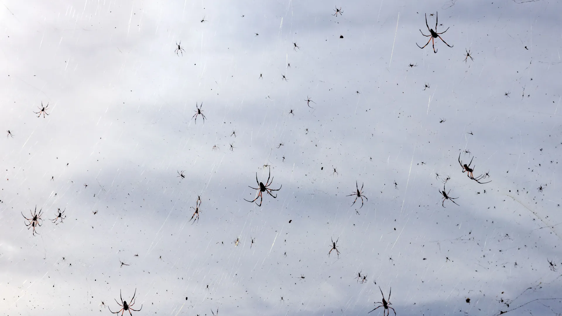 Une toile d’araignée géante découverte dans une grotte entre la Grèce ...