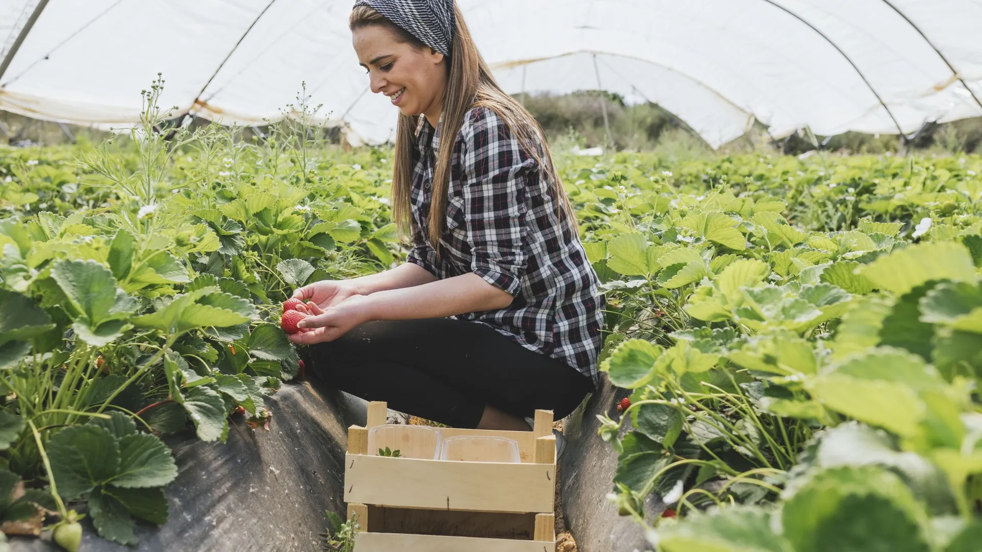 Où trouver des producteurs de fraises en Wallonie ? (Carte interactive ...