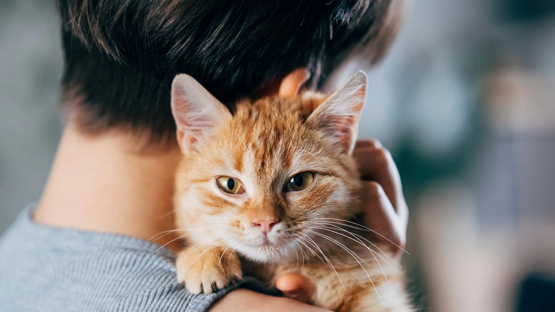 Maltraitance animale : combien d’animaux peut-on légalement avoir chez ...