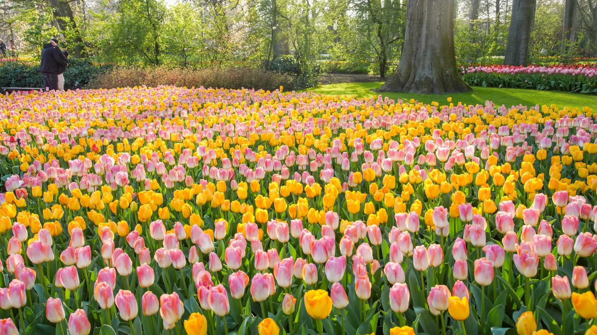 Le parc Tenbosch à Ixelles rejoint la liste des sites classés de la ...
