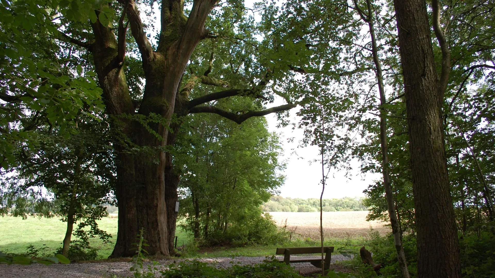 Barvaux-Condroz : le 'Chêne à Gibet', un arbre vénérable, lieu de ...