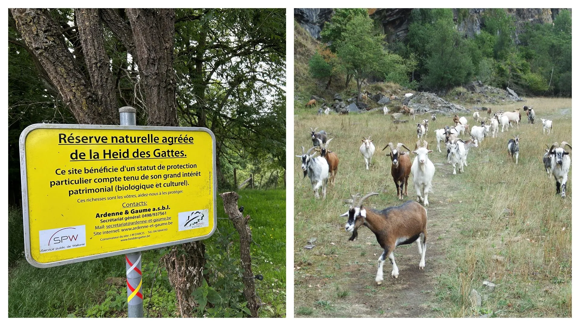 Aywaille : 3 chèvres sauvages ont disparu dans la réserve naturelle de ...