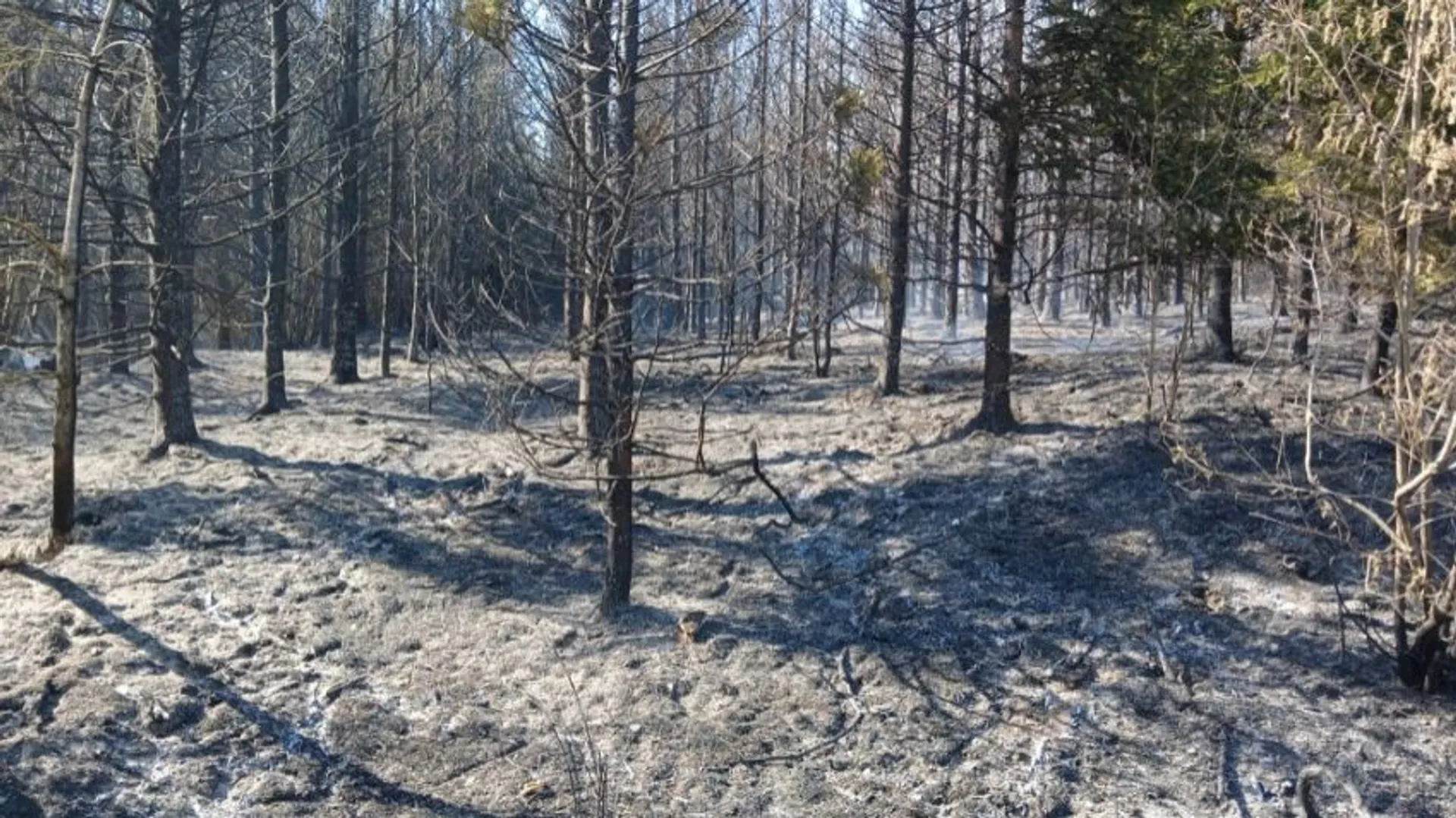 Les Hautes Fagnes : un écrin sauvage au sommet de la Belgique - RTBF Actus