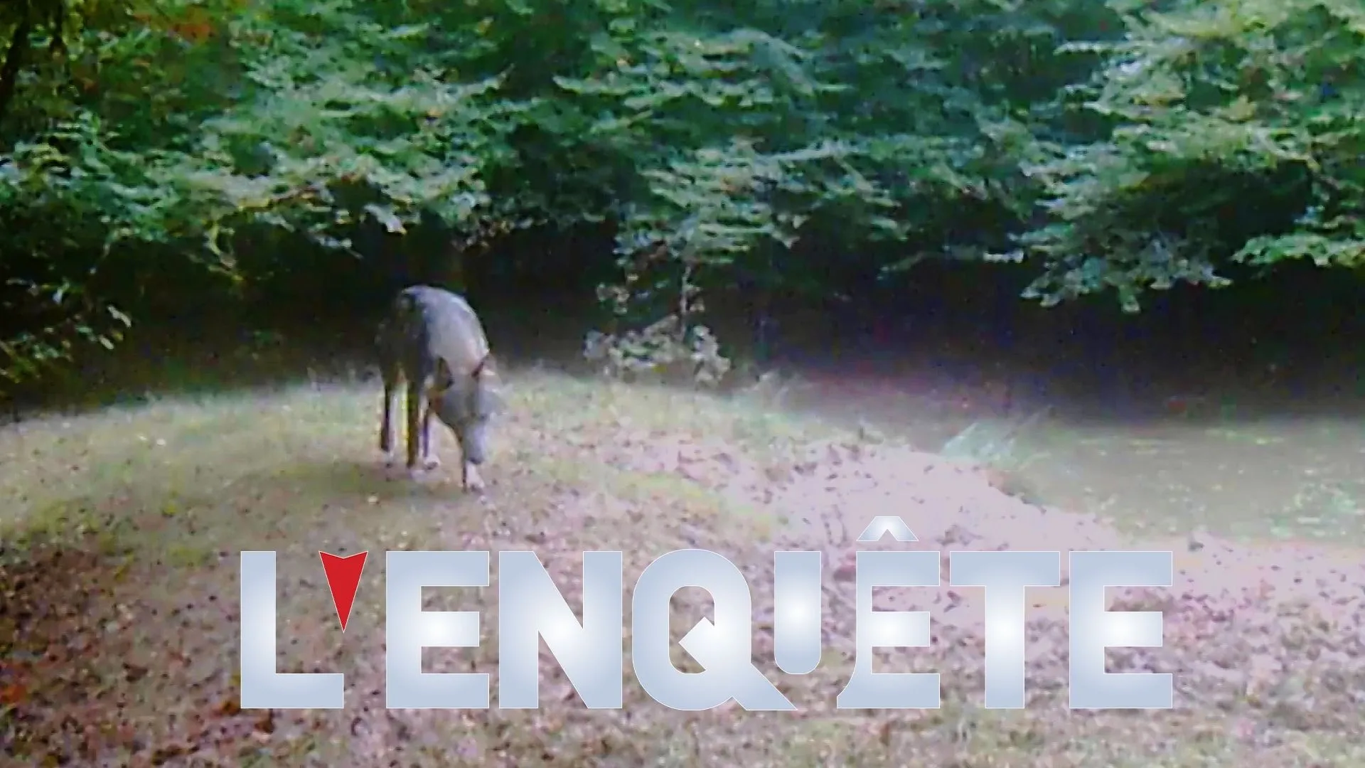 Les loups de la forêt d’Anlier : notre enquête sur les risques pour les ...
