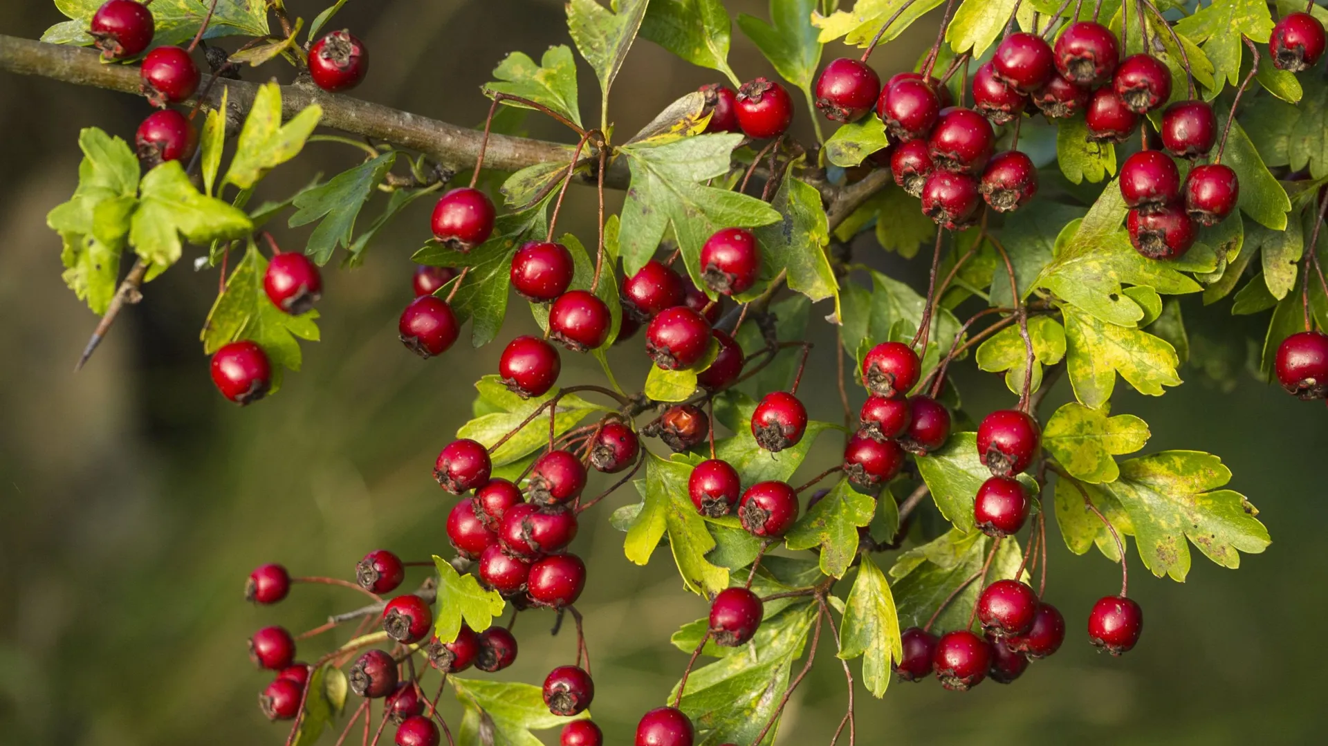 Nourriture sauvage : quelles sont les baies comestibles à cueillir en ...