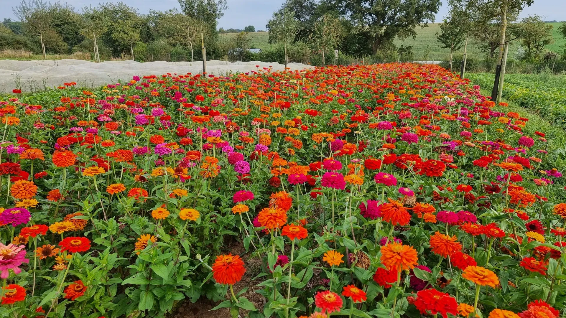 Anthesis : La renaissance des semences locales et bio au cœur du ...