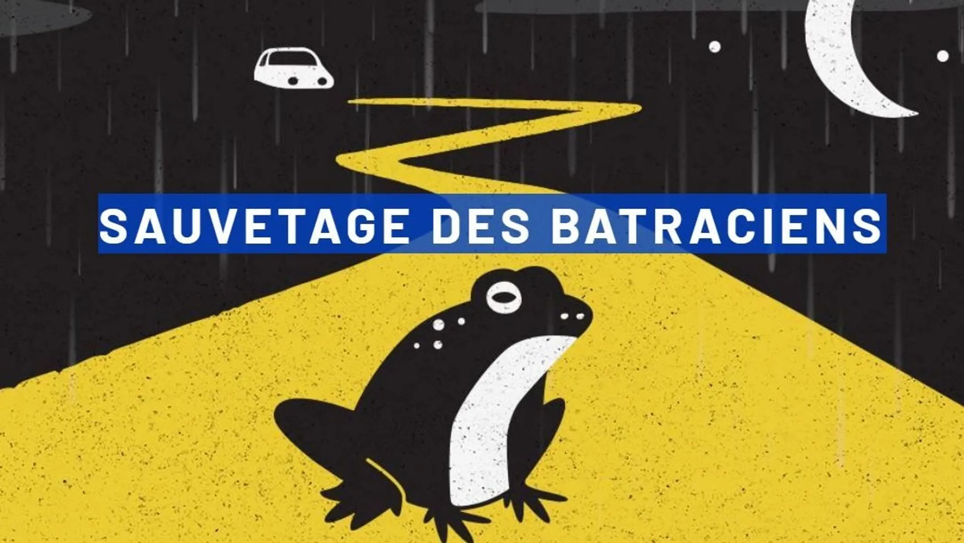 Les batraciens entament leur migration : connaissez vous la différence ...