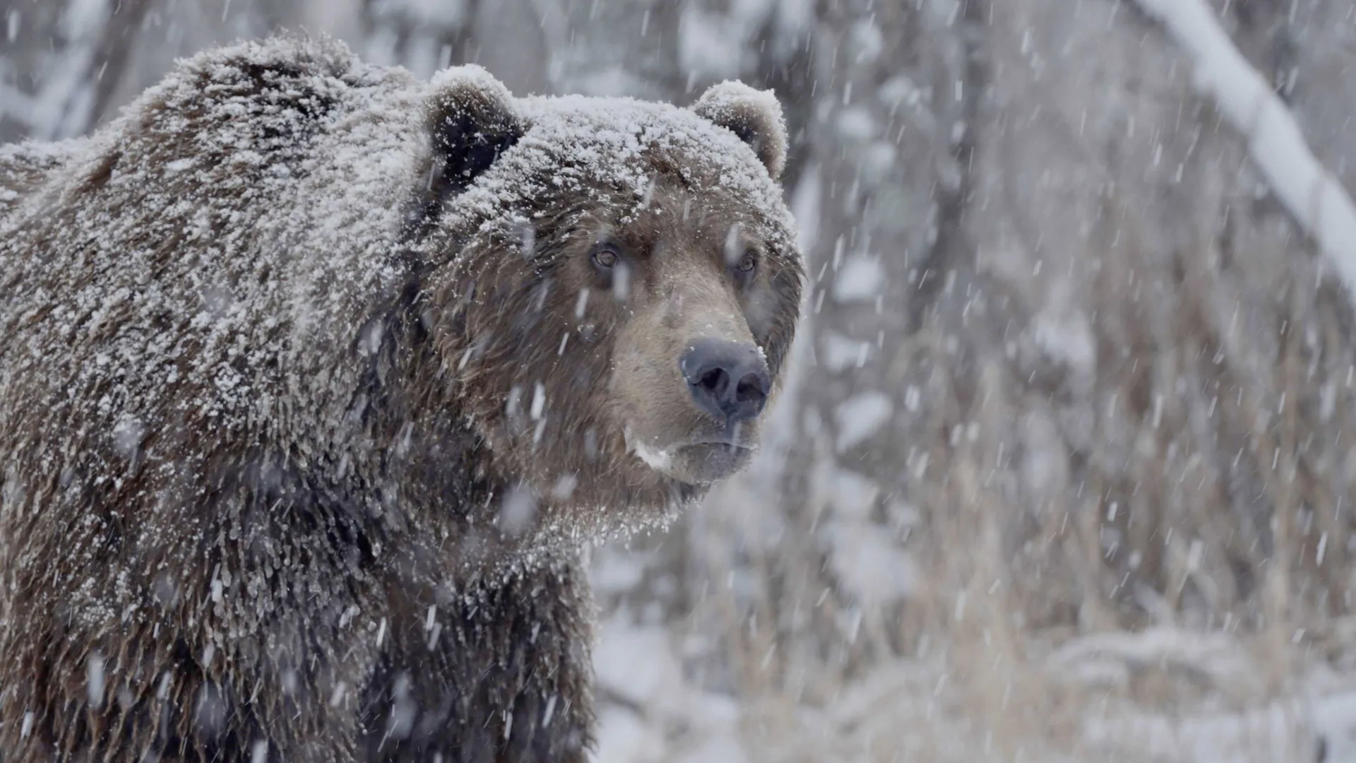 Éric Domb, patron et fondateur de Pairi Daïza : 'C’est avant tout une ...