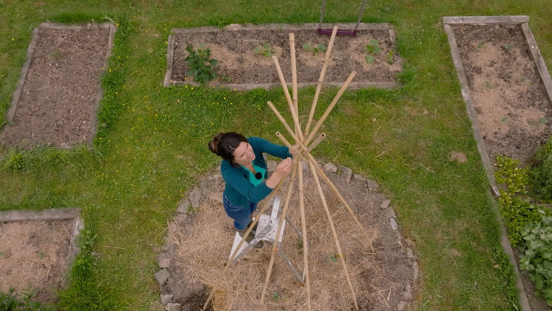Comment construire des tipis à haricots et à concombres ? - RTBF Actus