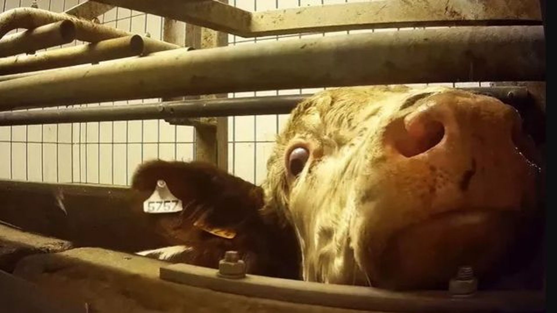 Maltraitance animale en France : une centaine de cadavres de chats ...