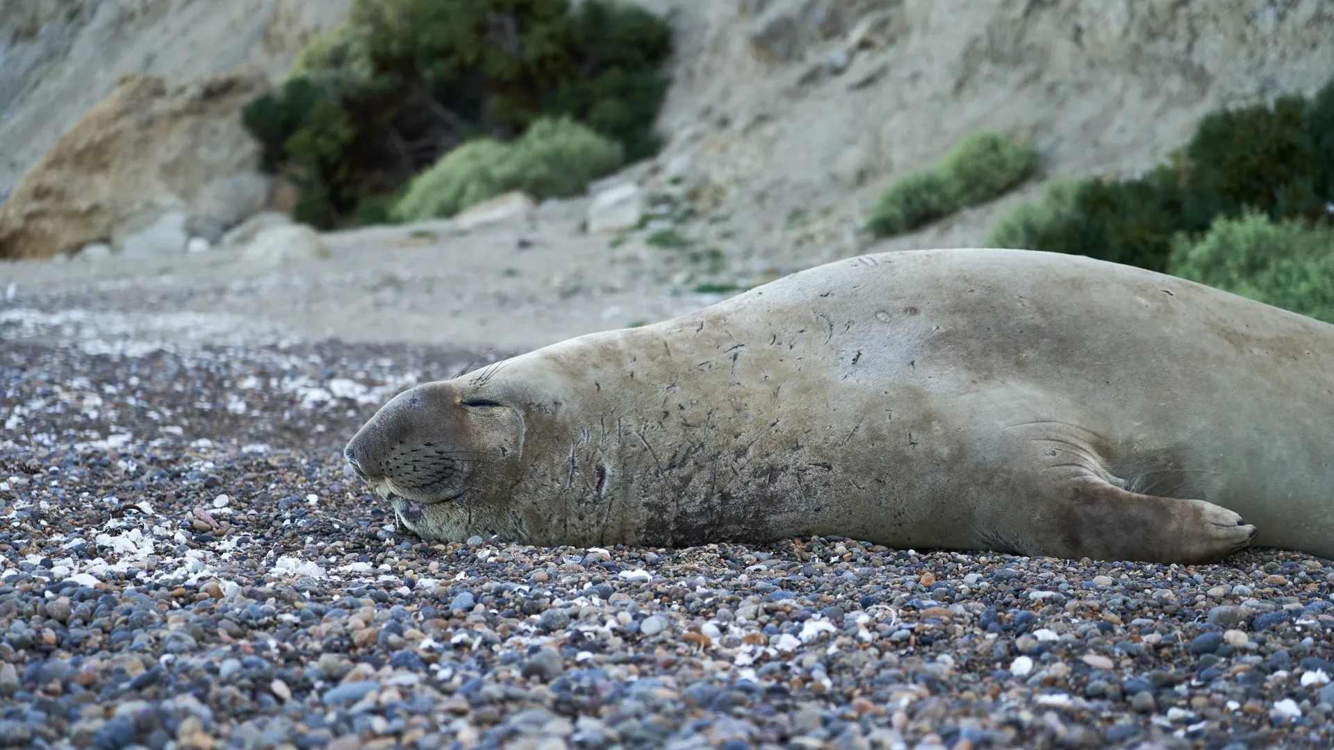 Hawaï, le plus éloigné des archipels, abrite une faune riche et ...