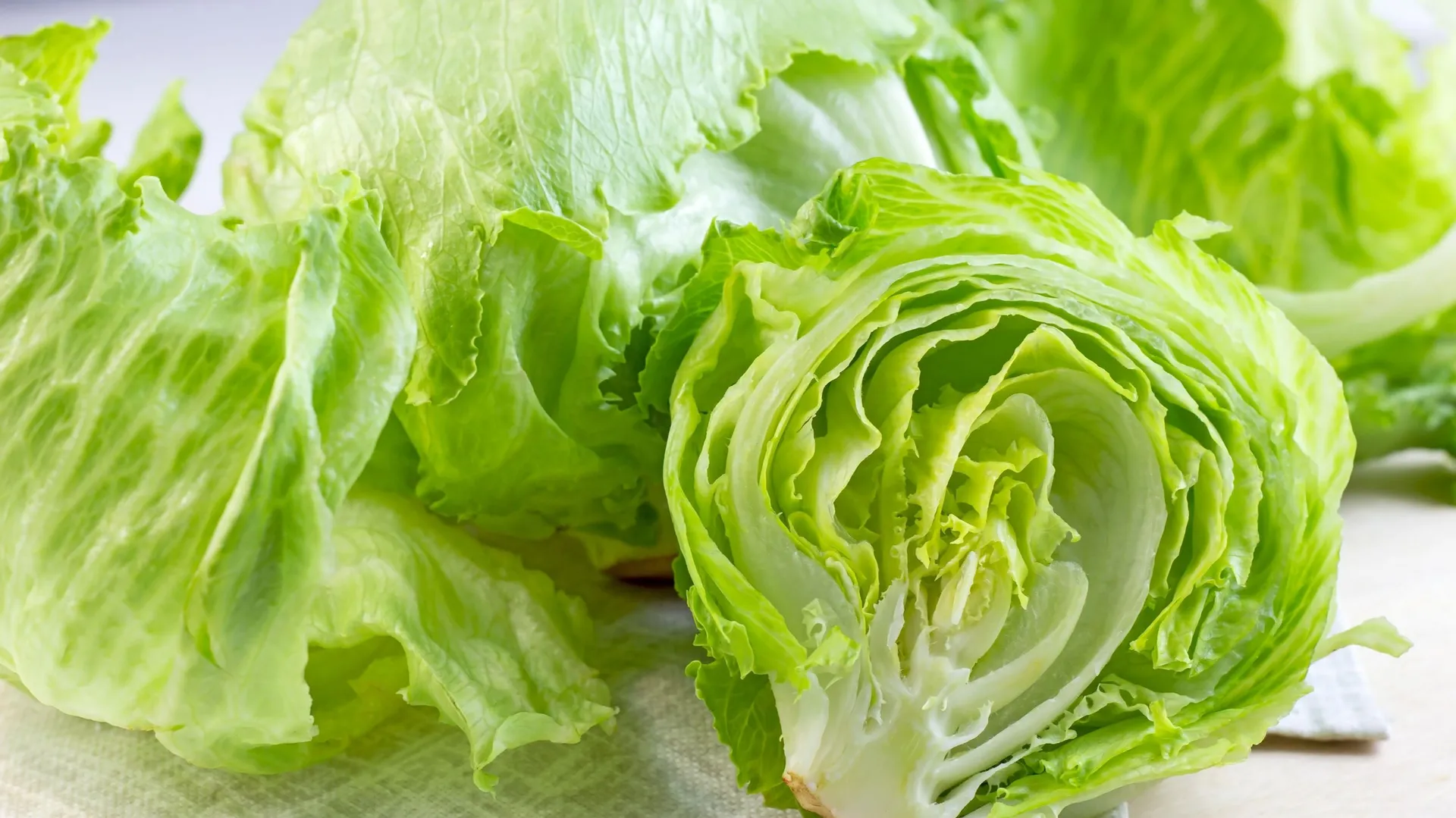 On repique les plants de salades au potager ou dans des jardinières ...