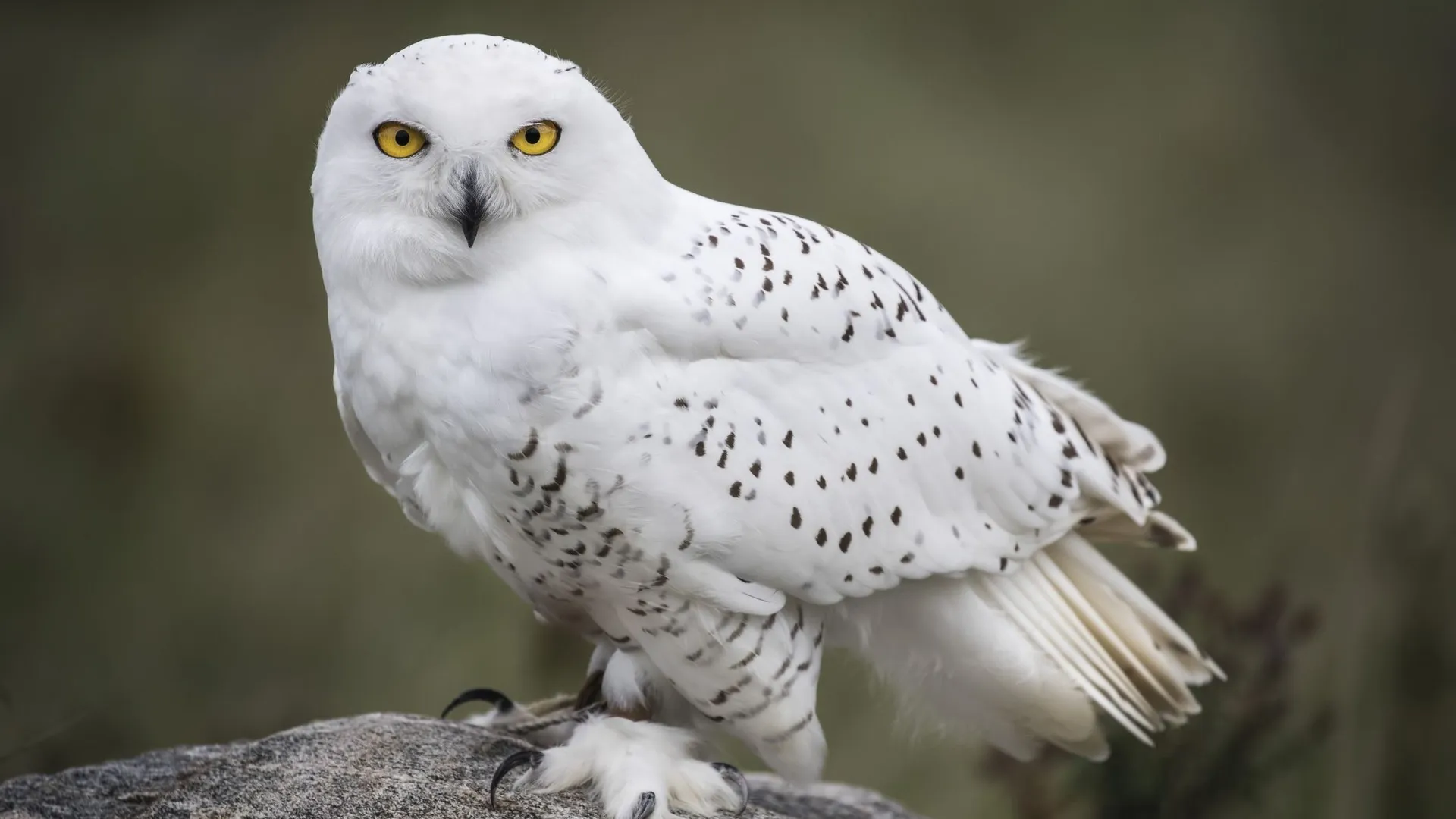Que signifie vraiment le label MSC sur les étiquettes de poisson ...