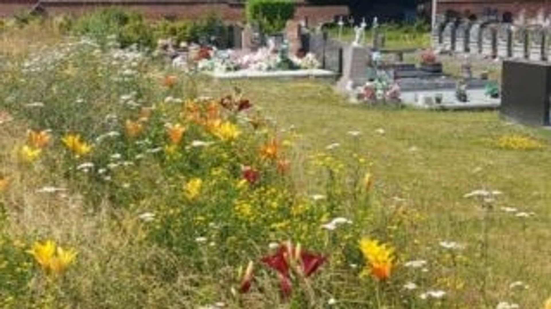 Des fleurs à couper au cœur du cimetière de Court-Saint-Etienne - RTBF ...