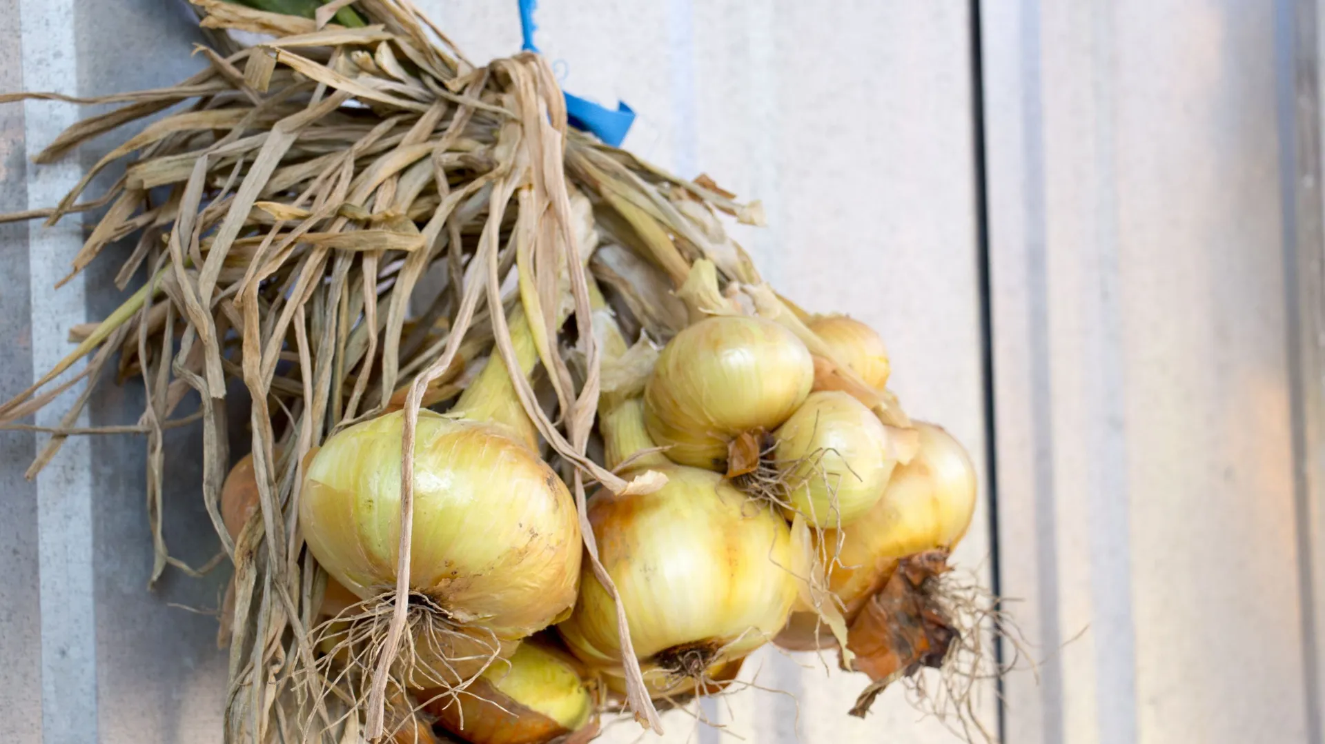L’ail et l’oignon, deux cultures incontournables au potager - RTBF Actus